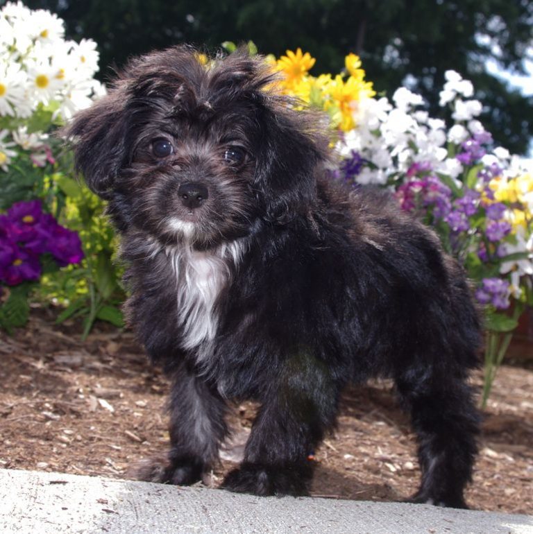 Papi-poo (Papillon-Poodle Mix) Info, Temperament, Puppies & Pictures