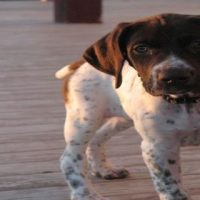 Medium Sized Dog Breeds | Medium Sized Dogs