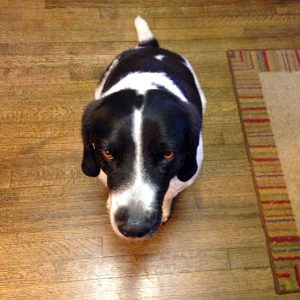 Boingle (Beagle-German Shorthaired Pointer Mix) Info, Puppies & Pictures