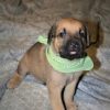 English Mastweiler (Rottweiler English Mastiff Mix) Info, Puppies ...