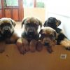 English Mastweiler (Rottweiler English Mastiff Mix) Info, Puppies ...