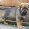 English Mastweiler (Rottweiler English Mastiff Mix) Info, Puppies ...