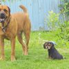 English Mastweiler (Rottweiler English Mastiff Mix) Info, Puppies ...