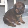 English Mastweiler (Rottweiler English Mastiff Mix) Info, Puppies ...