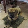 English Mastweiler (Rottweiler English Mastiff Mix) Info, Puppies ...