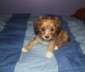 Papi-poo (Papillon-Poodle Mix) Info, Temperament, Puppies & Pictures