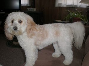 Papi-poo (Papillon-Poodle Mix) Info, Temperament, Puppies & Pictures