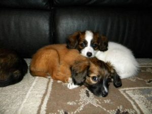Papi-poo (Papillon-Poodle Mix) Info, Temperament, Puppies & Pictures