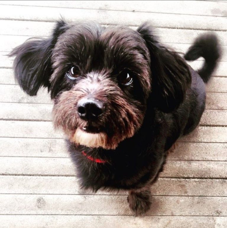 Papi-poo (Papillon-Poodle Mix) Info, Temperament, Puppies & Pictures