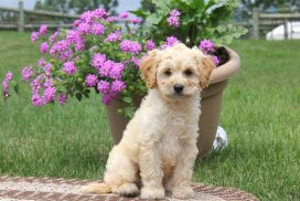 Papi-poo (Papillon-Poodle Mix) Info, Temperament, Puppies & Pictures