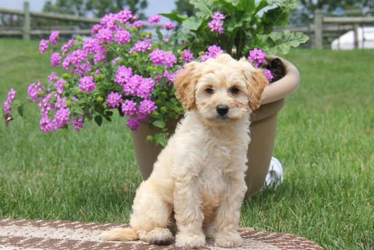 Papi-poo (Papillon-Poodle Mix) Info, Temperament, Puppies & Pictures