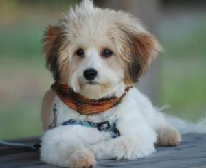 Papi-poo (Papillon-Poodle Mix) Info, Temperament, Puppies & Pictures