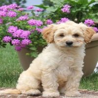 Dog Breeds That Start with P | Facts, Information & Pictures