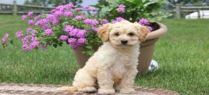 Papi-poo (Papillon-Poodle Mix) Info, Temperament, Puppies & Pictures