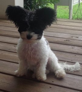 Papi-poo (Papillon-Poodle Mix) Info, Temperament, Puppies & Pictures