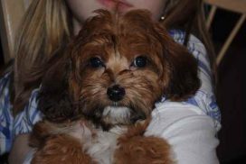 Papi-poo (Papillon-Poodle Mix) Info, Temperament, Puppies & Pictures