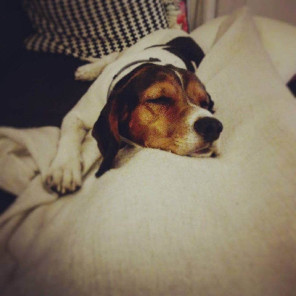 Boingle (Beagle-German Shorthaired Pointer Mix) Info, Puppies & Pictures