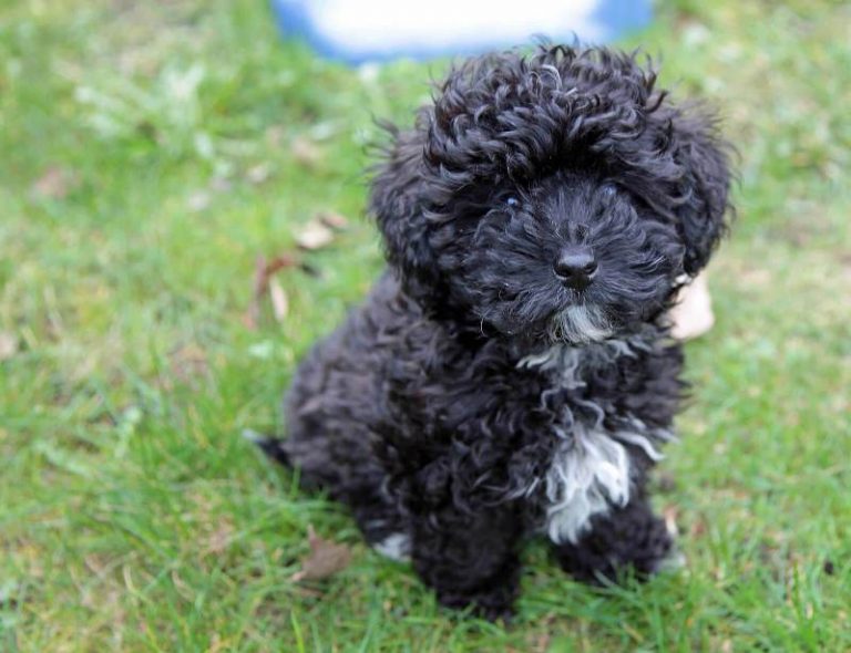 Havapoo (Havanese Poodle Mix) | Dog Info, Temperament, Puppies & Pics