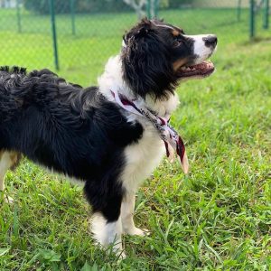 Cotralian (Cocker Spaniel Australian Shepherd Mix) | Info, Puppies & Pics