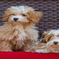 Dog Breeds That Start with H | Facts, Information & Pictures