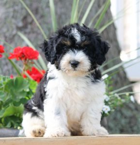 Havapoo (Havanese Poodle Mix) | Dog Info, Temperament, Puppies & Pics