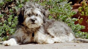 Havapoo (Havanese Poodle Mix) | Dog Info, Temperament, Puppies & Pics