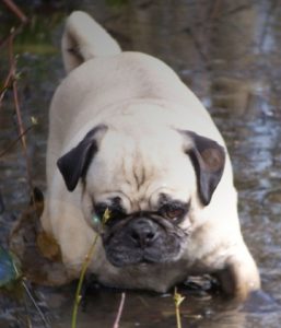 Hug Dog Breed (Husky Pug Mix) Info, Facts, Training, Puppies & Pictures