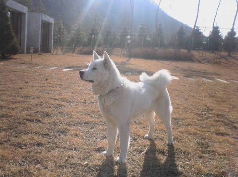 Pungsan Dog Breed | Info, Temperament, Puppies & Pictures