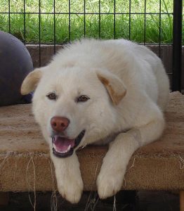 Pungsan Dog Breed | Info, Temperament, Puppies & Pictures