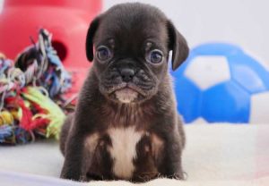 Pugalier (Pug x Cavalier King Charles Spaniel) Dog Info, Puppies & Pictures