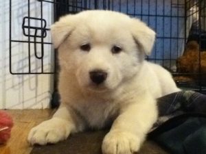 Pungsan Dog Breed | Info, Temperament, Puppies & Pictures