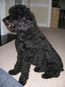 Rottle (Rottweiler-Poodle Mix)| Dog Info, Temperament, Puppies, Pictures