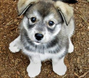 Hug Dog Breed (Husky Pug Mix) Info, Facts, Training, Puppies & Pictures
