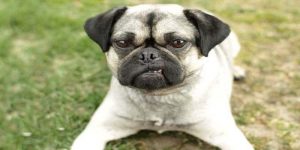 Hug Dog Breed (Husky Pug Mix) Info, Facts, Training, Puppies & Pictures
