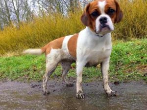 Pugalier (Pug x Cavalier King Charles Spaniel) Dog Info, Puppies & Pictures