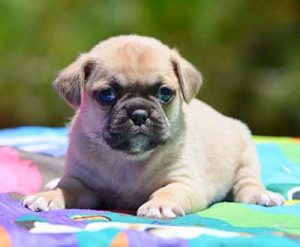 Pugalier (Pug x Cavalier King Charles Spaniel) Dog Info, Puppies & Pictures