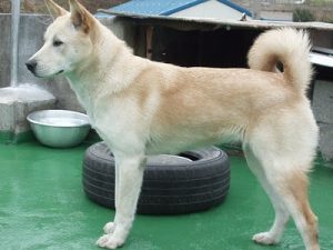Pungsan Dog Breed | Info, Temperament, Puppies & Pictures