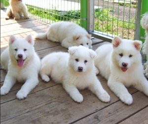 Pungsan Dog Breed | Info, Temperament, Puppies & Pictures