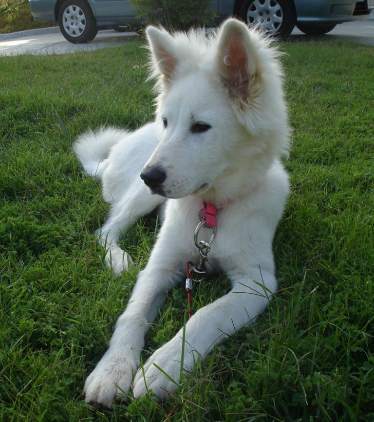 Pungsan Dog Breed | Info, Temperament, Puppies & Pictures