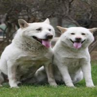 Hunting Dogs | Hunting Dog Breeds Information, Facts & Pictures