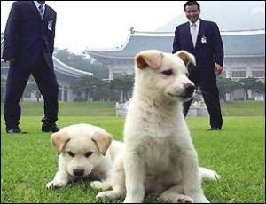 Pungsan Dog Breed | Info, Temperament, Puppies & Pictures