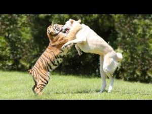 Pungsan Dog Breed | Info, Temperament, Puppies & Pictures