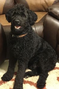 Rottle (Rottweiler-Poodle Mix)| Dog Info, Temperament, Puppies, Pictures