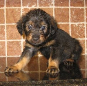 Rottle (Rottweiler-Poodle Mix)| Dog Info, Temperament, Puppies, Pictures