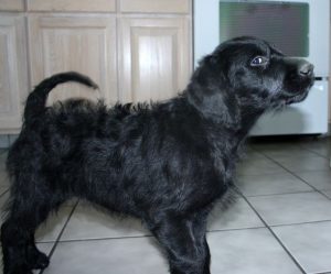 Rottle (Rottweiler-Poodle Mix)| Dog Info, Temperament, Puppies, Pictures