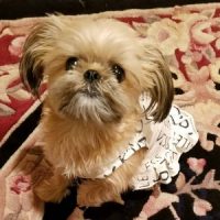 Shiffon (Brussels Griffon Shih Tzu mix) | Dog Breed Info, Puppies & Pics