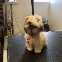 Shiffon (Brussels Griffon Shih Tzu mix) | Dog Breed Info, Puppies & Pics