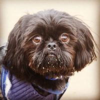 Shiffon (Brussels Griffon Shih Tzu mix) | Dog Breed Info, Puppies & Pics