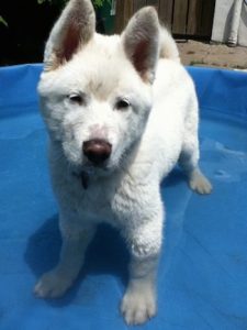Pungsan Dog Breed | Info, Temperament, Puppies & Pictures