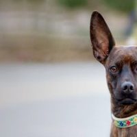 Small Dog Breeds | Information & Pictures of Best Small Dogs